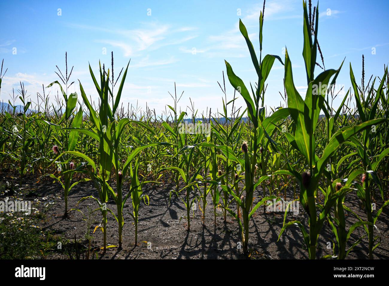 Farm field with growing corn under blue sky Stock Photo - Alamy