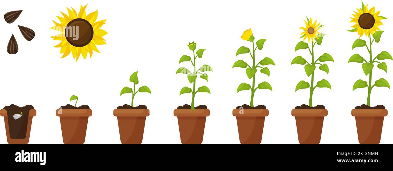 Cartoon sunflower growth. Plant in pot and ground growing from seed to ...