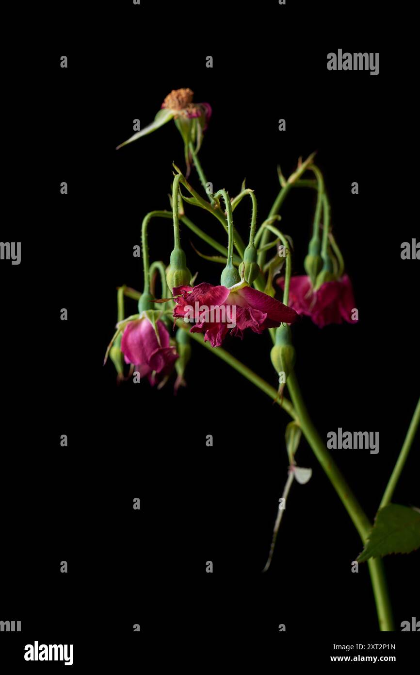 Living flower red rose in hi-res stock photography and images - Alamy