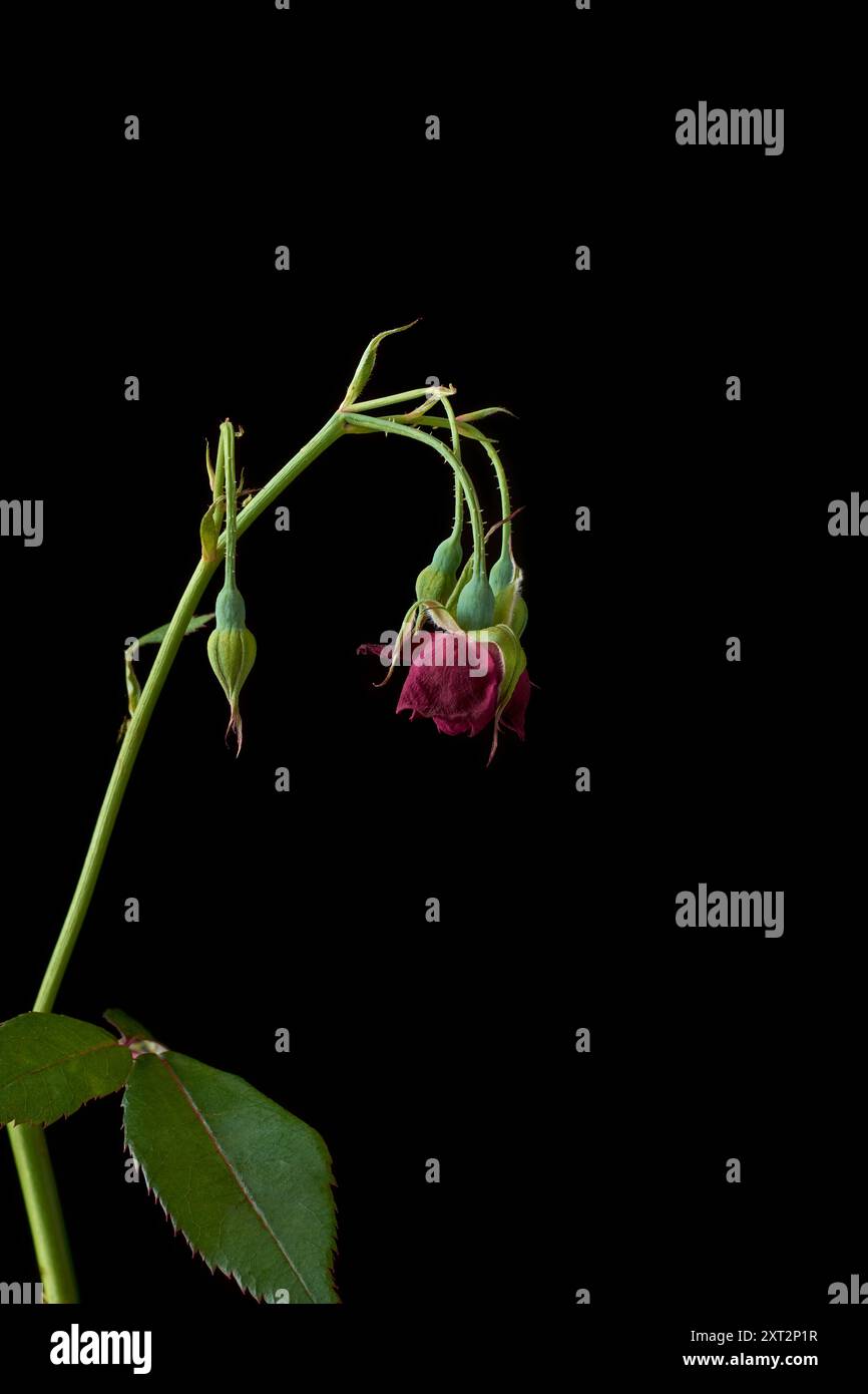 Living flower red rose in hi-res stock photography and images - Alamy