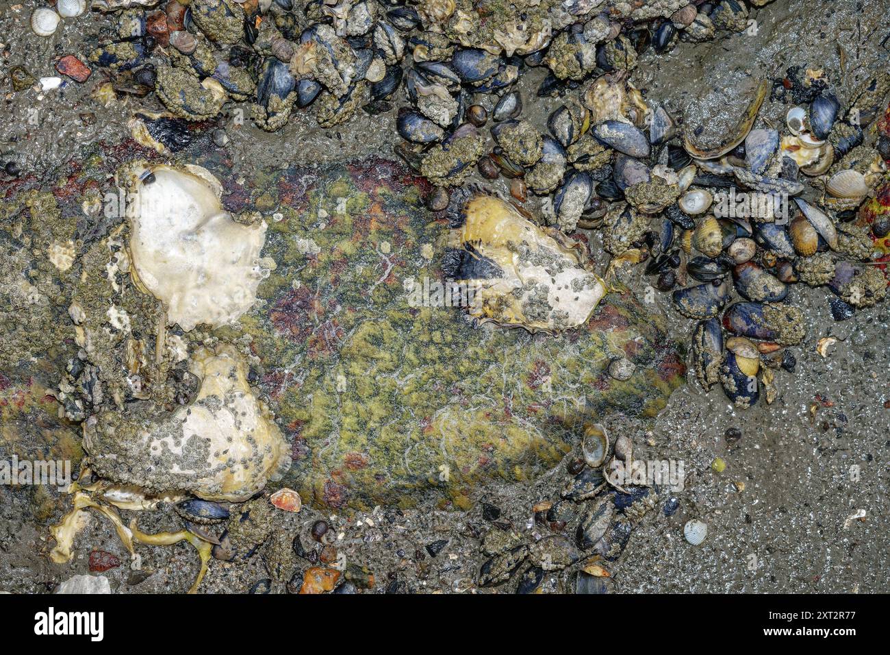 Oyster Shell and Mussels during low tide in North Sea,Wattenmeer ...