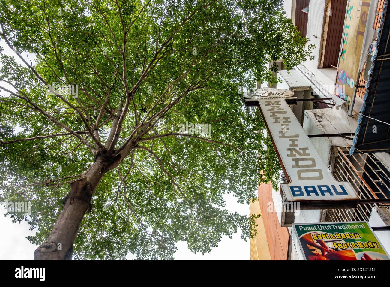 A view looking up at shop signs and a tree on Penang Street in George ...