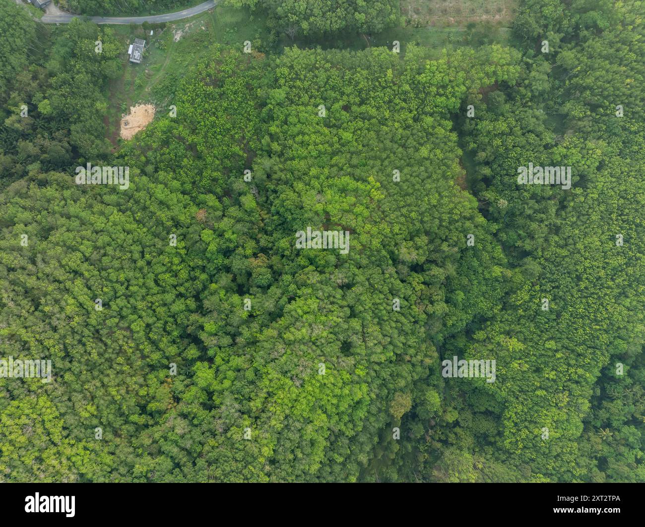 Aerial view Tropical Rainforest trees mountains Stock Photo - Alamy