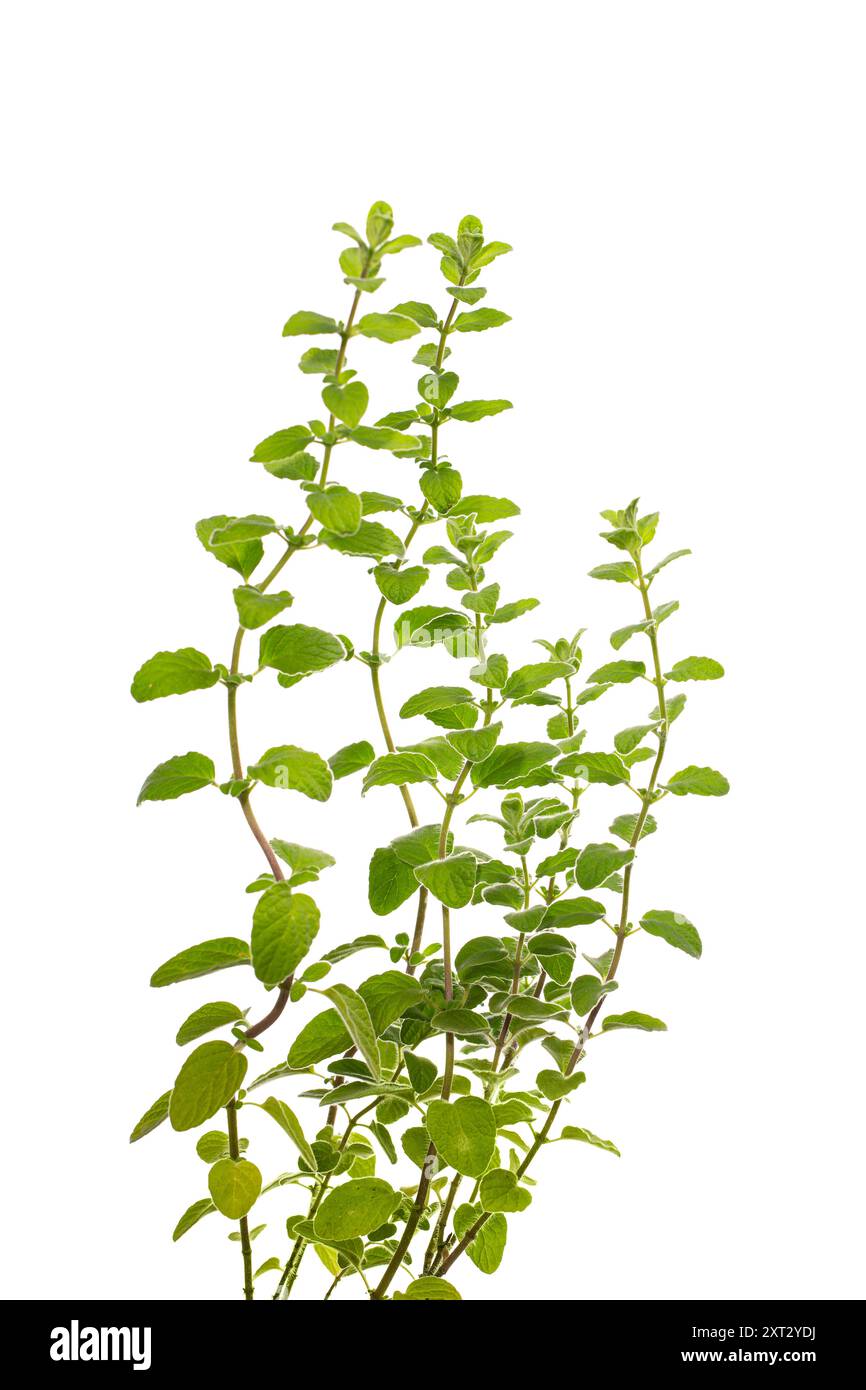 Oregano Herb Isolated on White background Stock Photo - Alamy