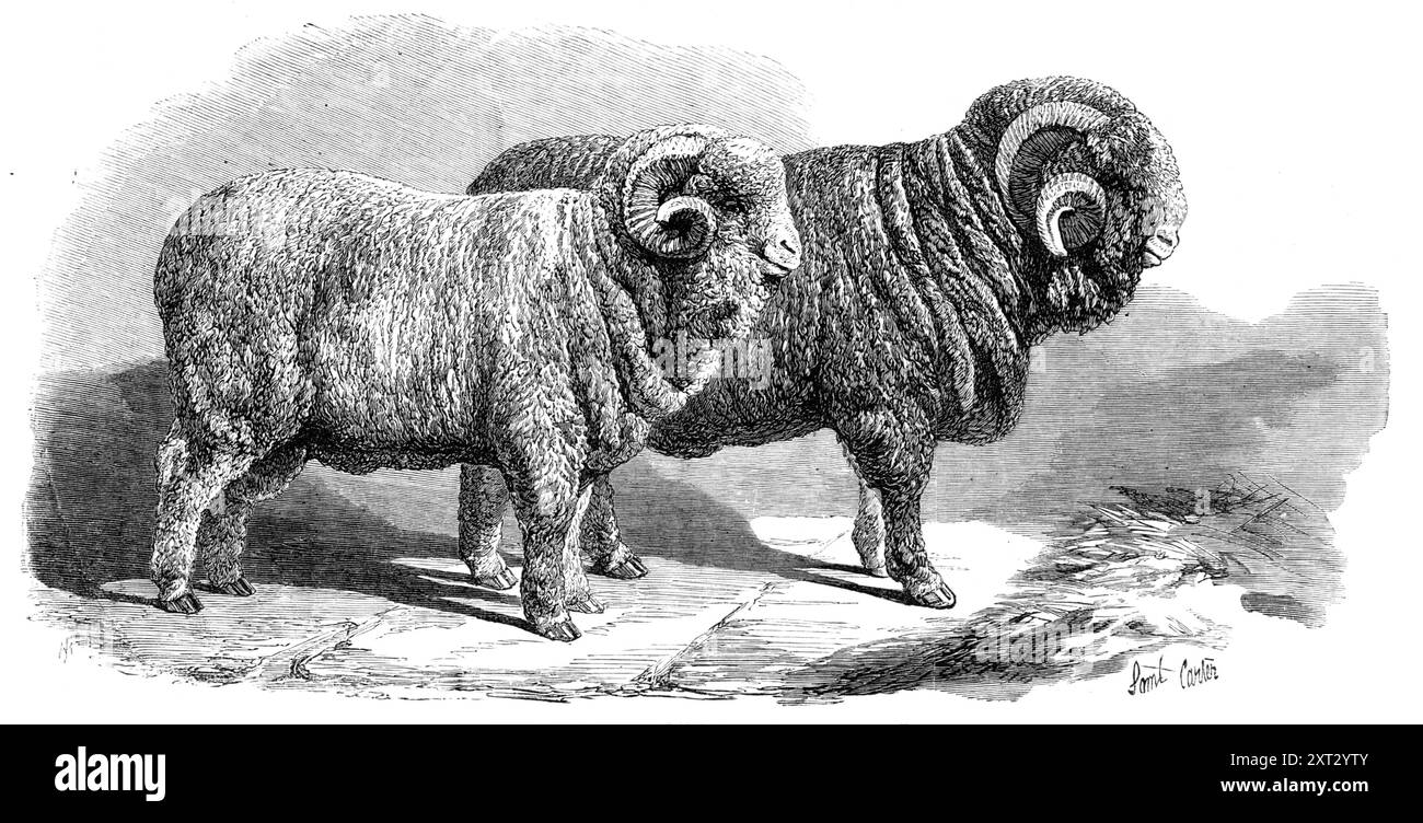 Pure Saxon Merino rams, exhibited at Breslau, 1869. 'At the great ...