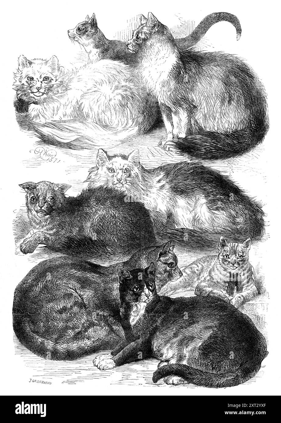 Prize Cats at the Crystal Palace Cat Show, 1871. 'The prize for the ...