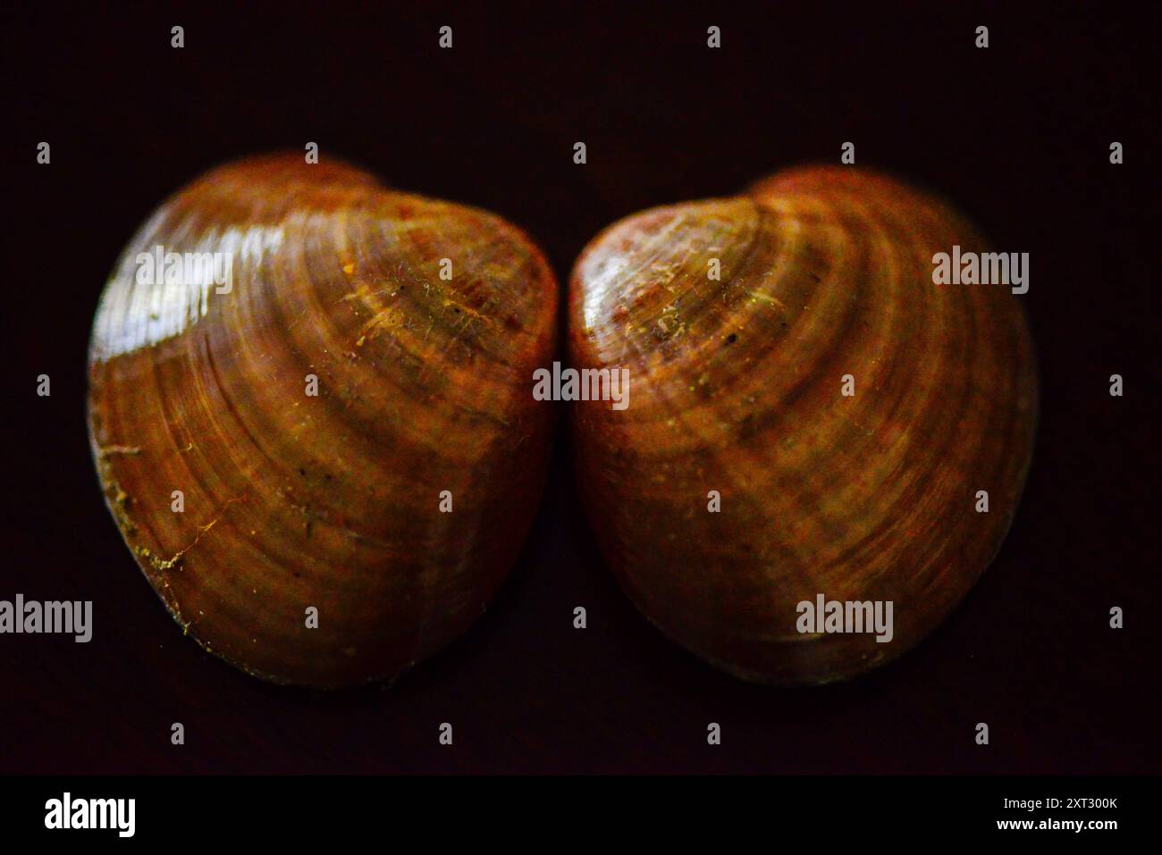 A detailed photo of a shell background, showcasing the natural textures ...