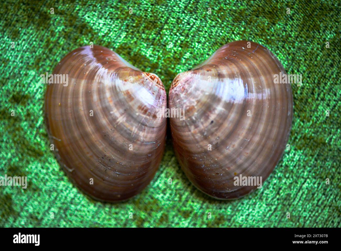 A detailed photo of a shell background, showcasing the natural textures ...