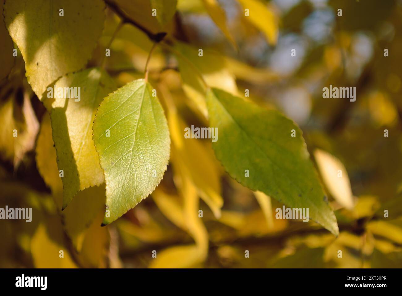 A yellowing leaf sunlit in the depths of the foliage of tree Stock ...