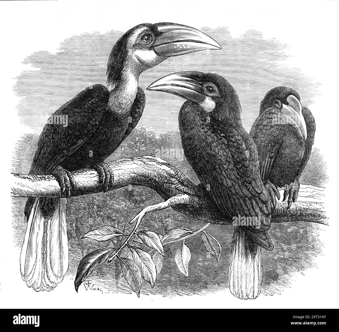 Curious forms Black and White Stock Photos & Images - Alamy