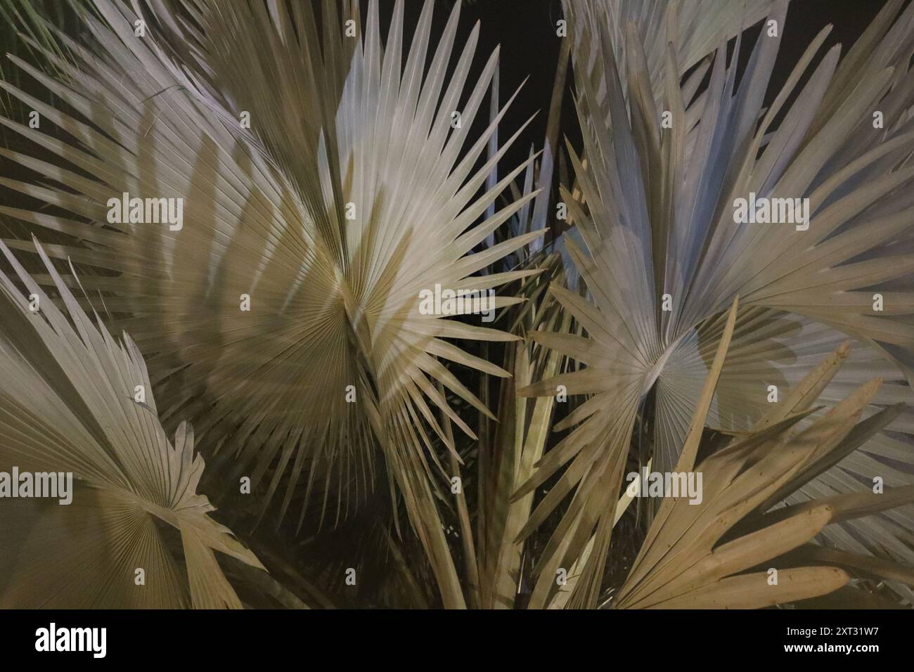 Tropical Trees at night Stock Photo - Alamy