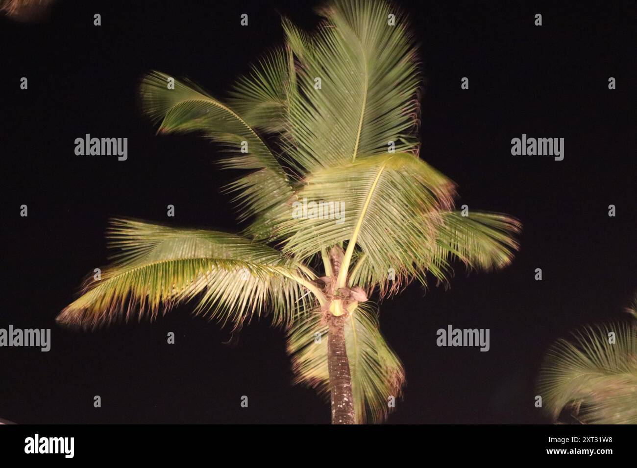 Palm Tree at night Stock Photo - Alamy