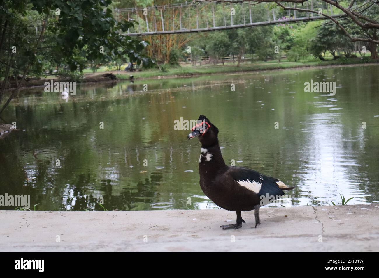 Sri lanka muscovy duck hi-res stock photography and images - Alamy