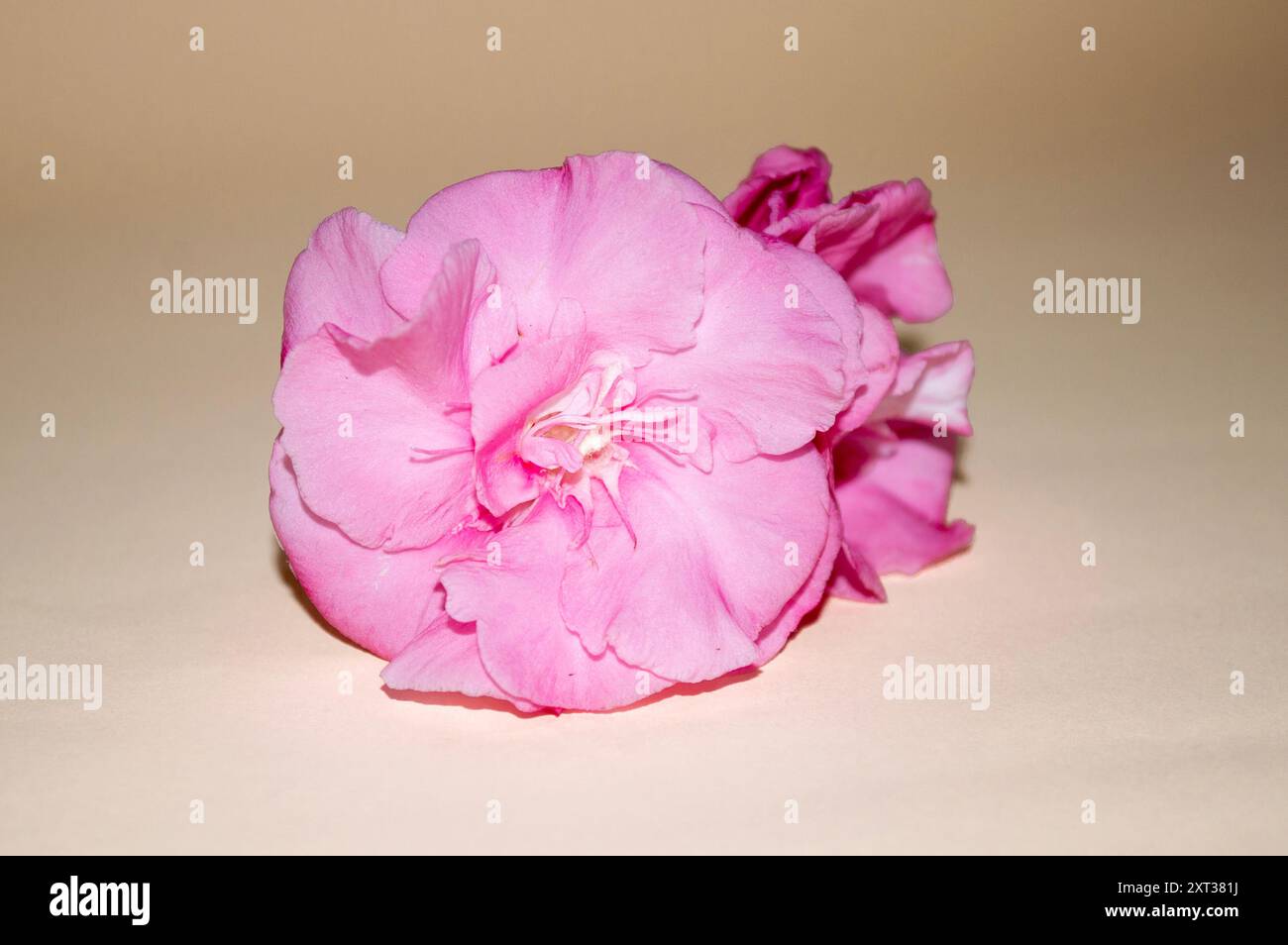 Flor de adelfa nerium hi-res stock photography and images - Alamy