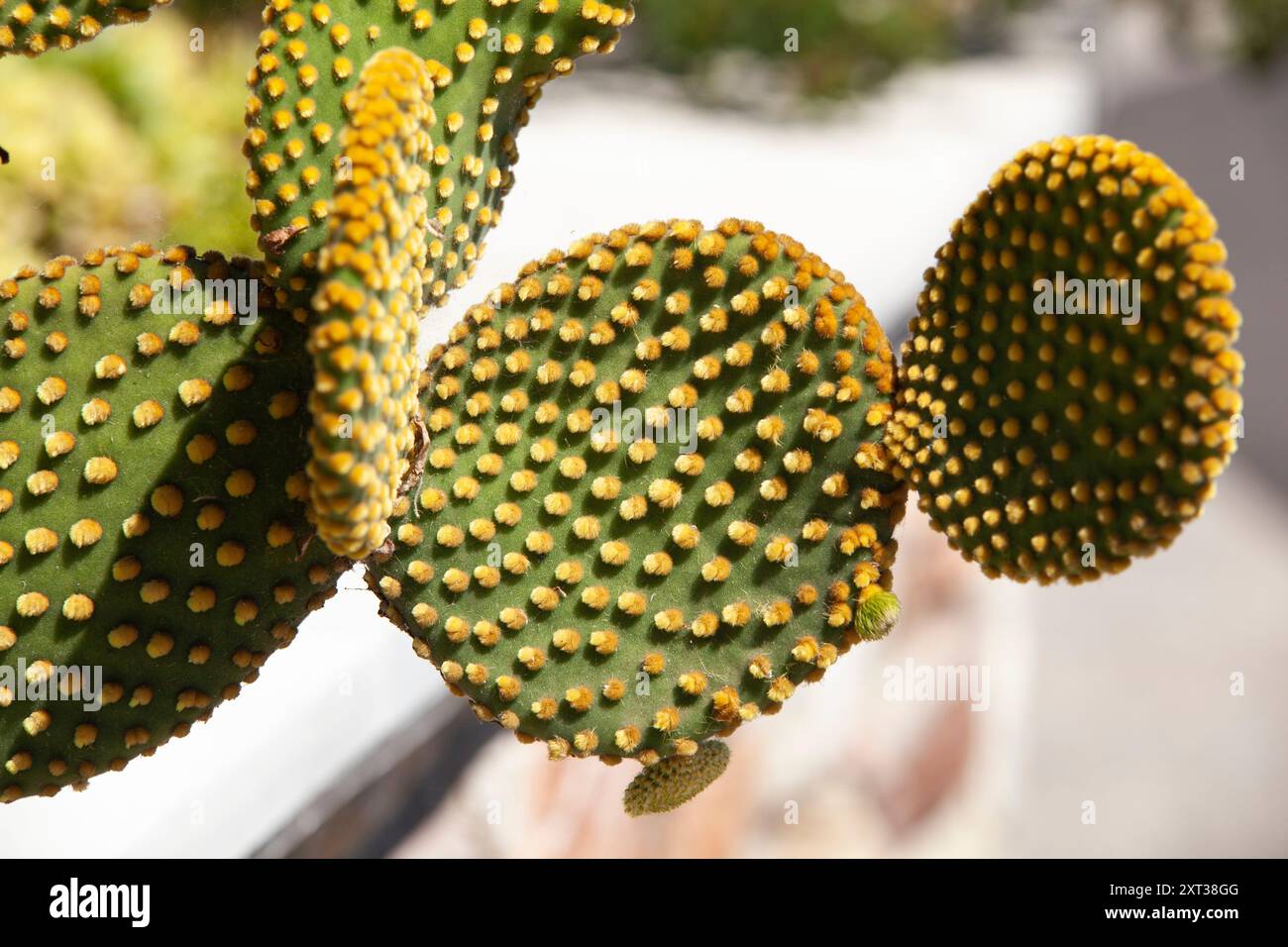 Quality green round flat hi-res stock photography and images - Alamy