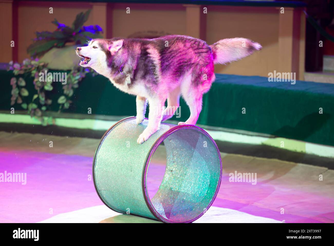 A circus trained dog shows a trick in the arena Stock Photo - Alamy