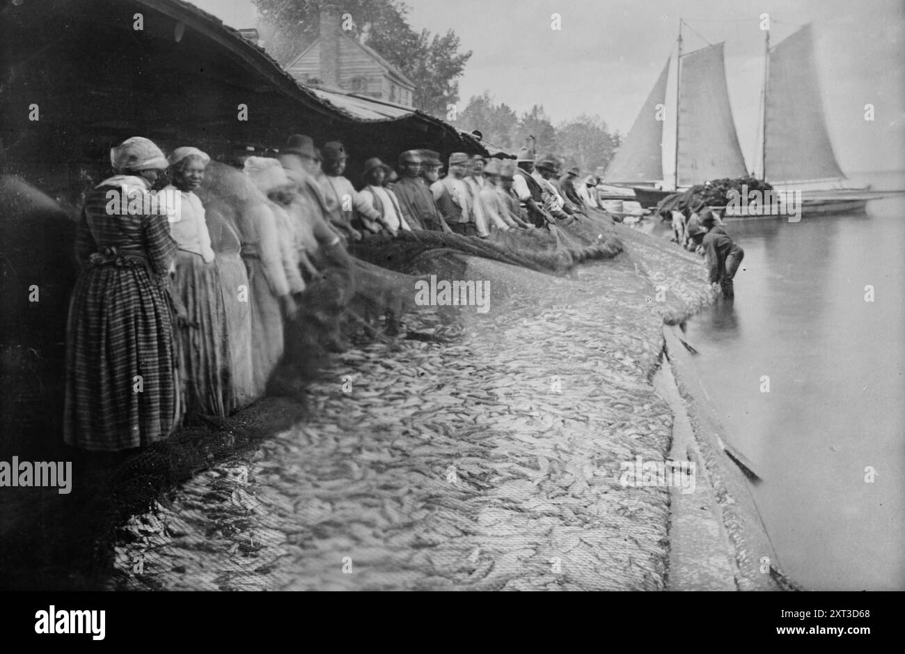 Shad fishing -- fishers and catch, 1915. Shows African American men and ...