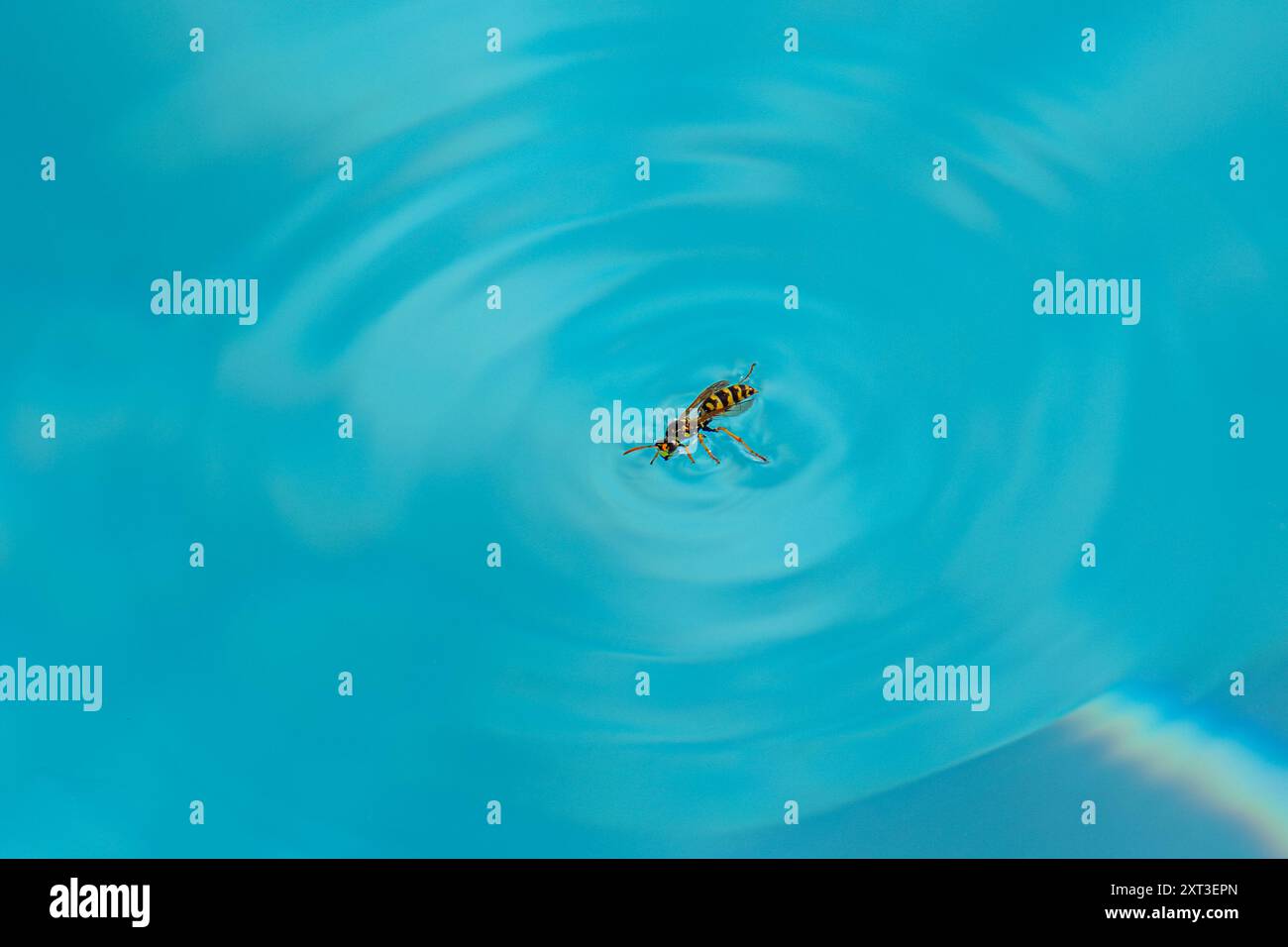 view of a wasp drowned in a swimming pool Stock Photo - Alamy