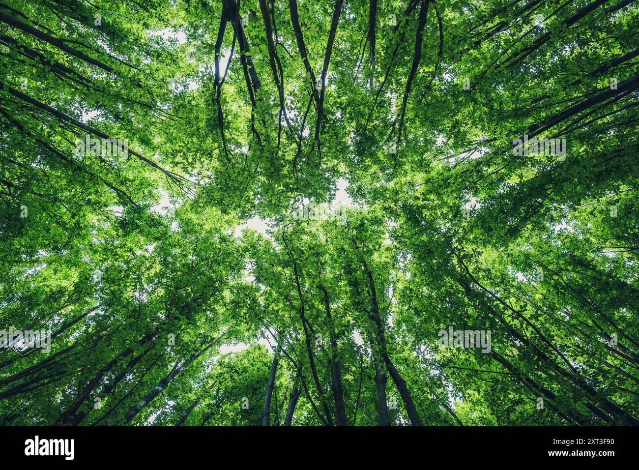 From below at the interlocking branches and vibrant green leaves ...