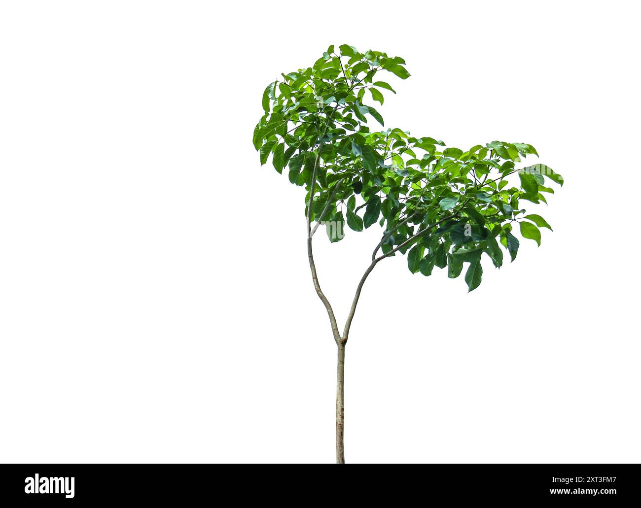 Trees in forest top Cut Out Stock Images & Pictures - Alamy