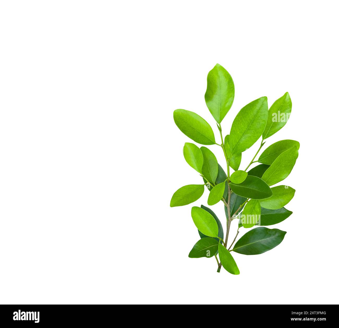 A cut-out of a tree top on a white background with clipping paths. The ...