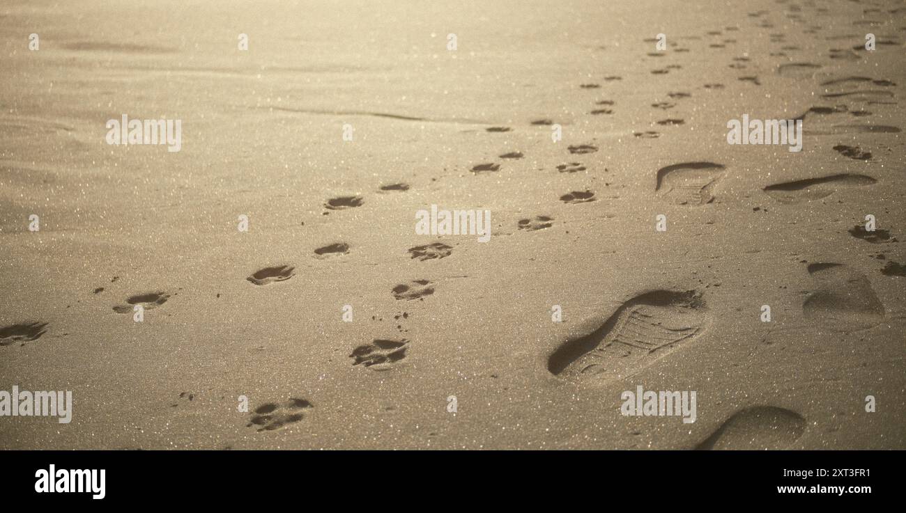 Human footprints dog paw prints hi-res stock photography and images - Alamy