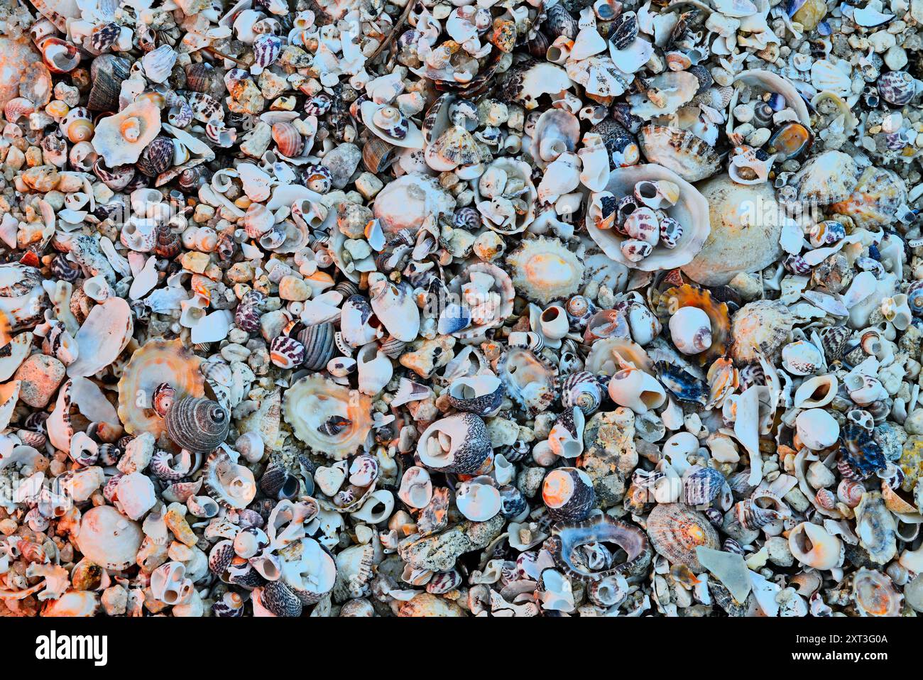 Diverse array of shell shapes hi-res stock photography and images - Alamy