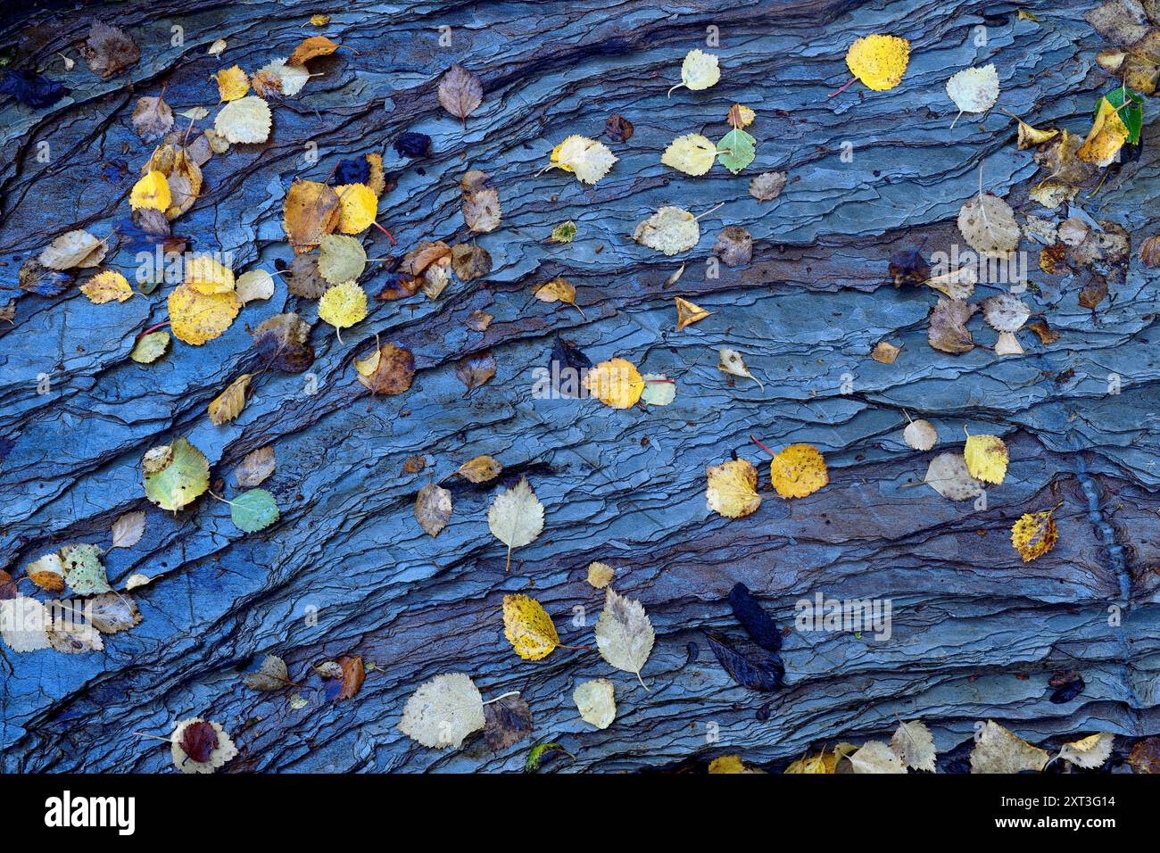 Autumn maple leaves scattered over layers of textured bluish slate ...