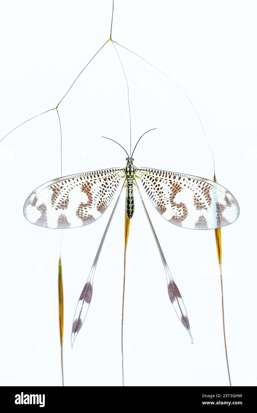 Unique wing structure hi-res stock photography and images - Alamy