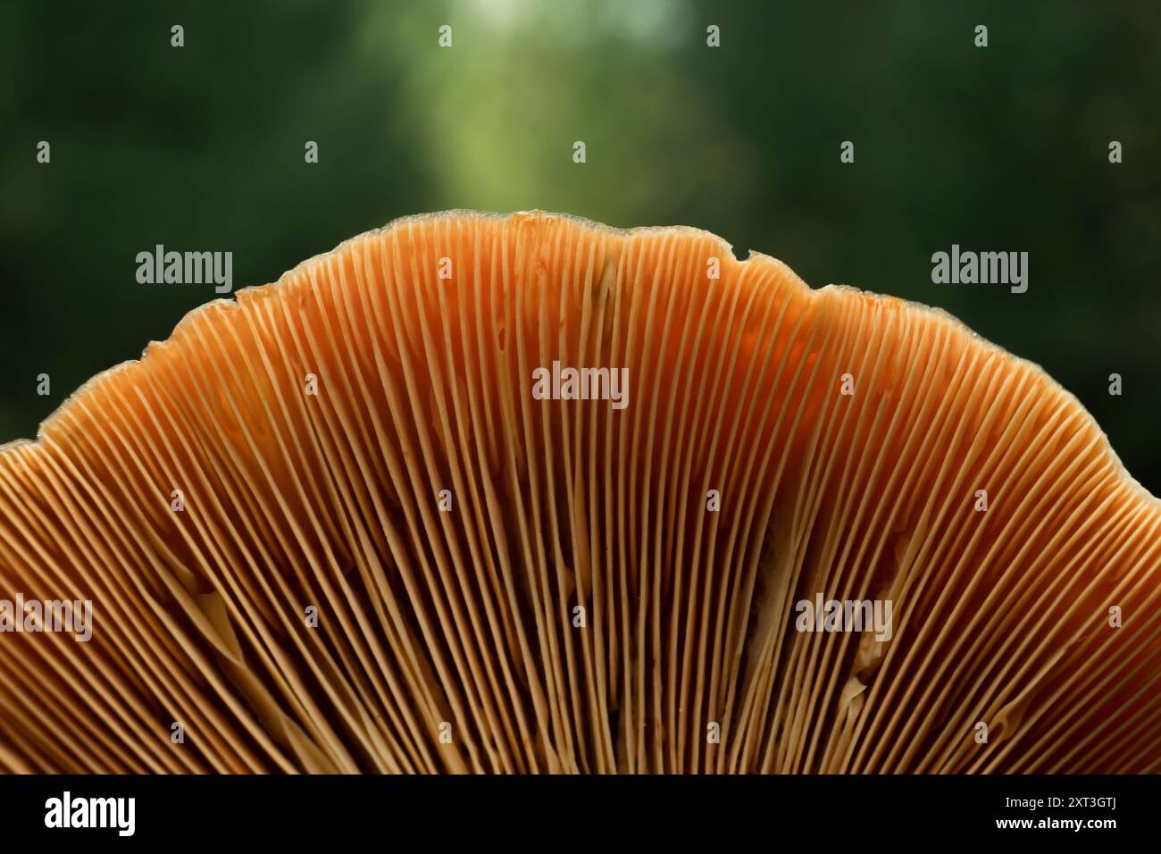 This macro photograph captures the intricate gill pattern of a mushroom ...