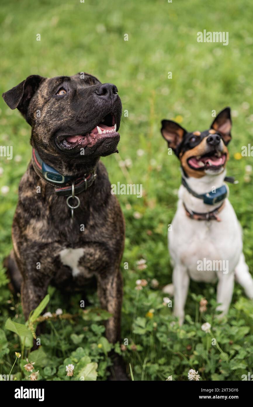 Two joyful dogs, one brindle and one white with black spots, sit in a ...