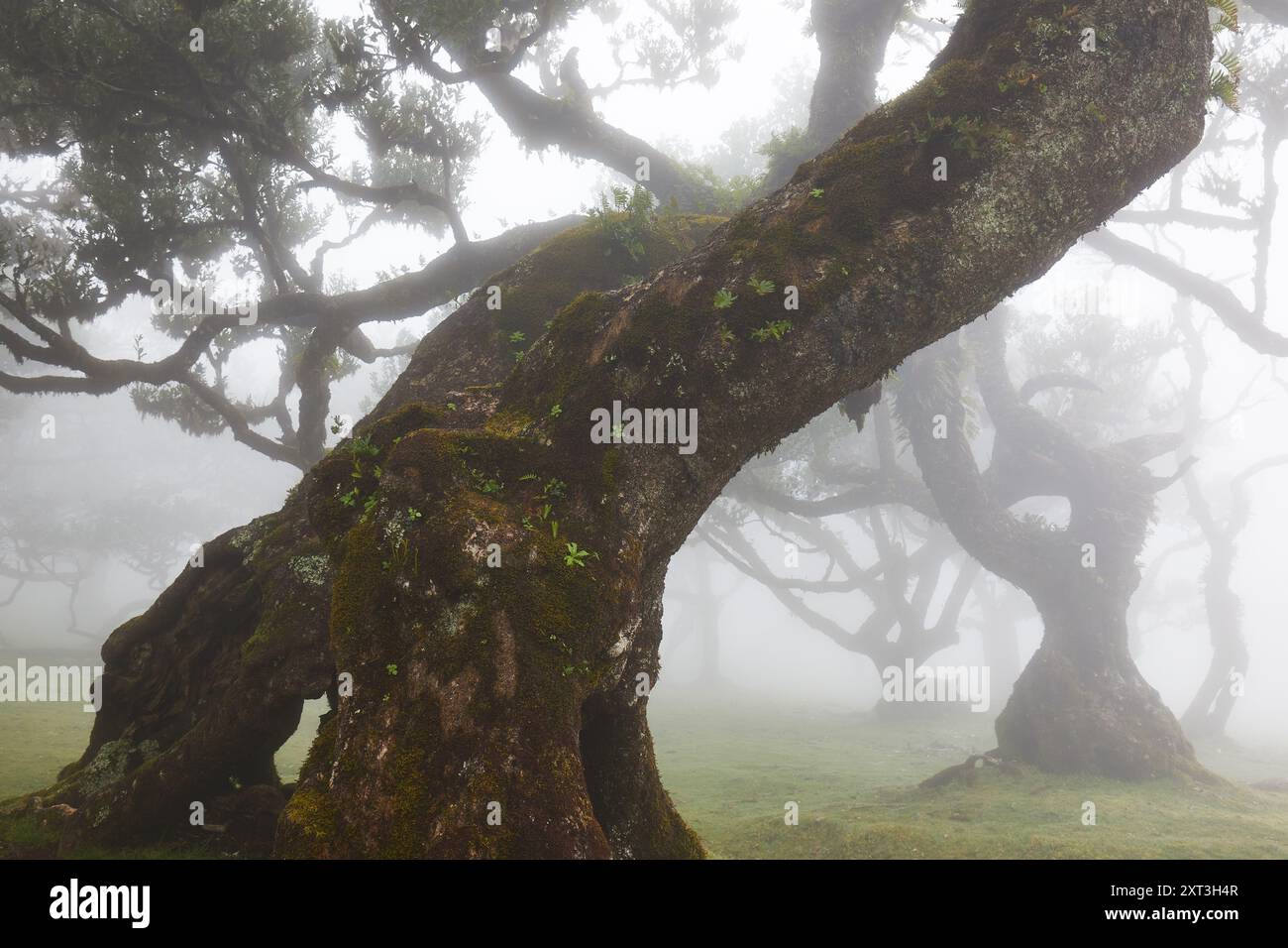 An evocative photograph capturing the eerie beauty of a timeless trees enveloped in the dense ...