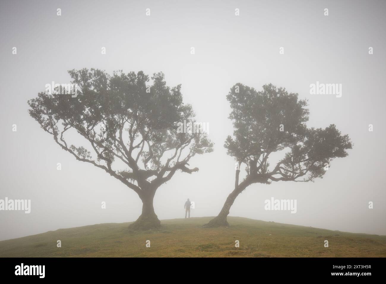 A misty scene captures two iconic trees and a lone figure in Madeira ...