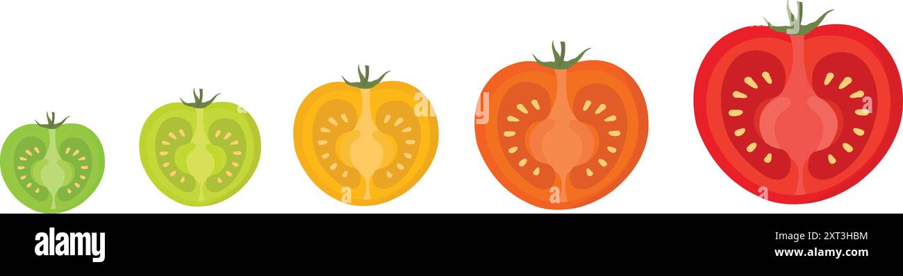 Tomato Half-Cut Stages, Green to Red. Colorful Tomato Slices. Ripe ...