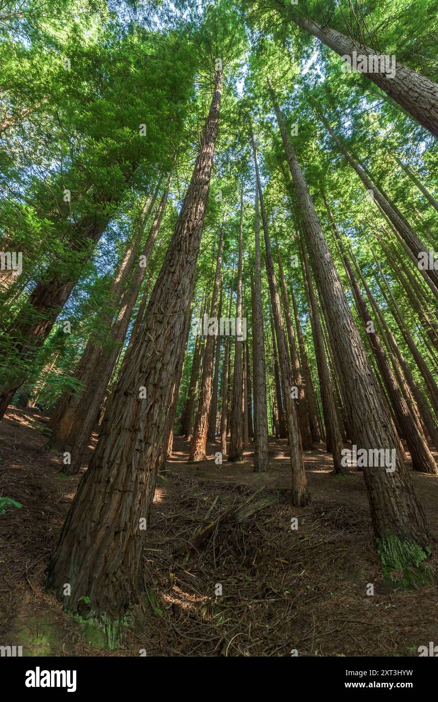 From below towering Redwood trees (Sequoia sempervirens) reaching for ...