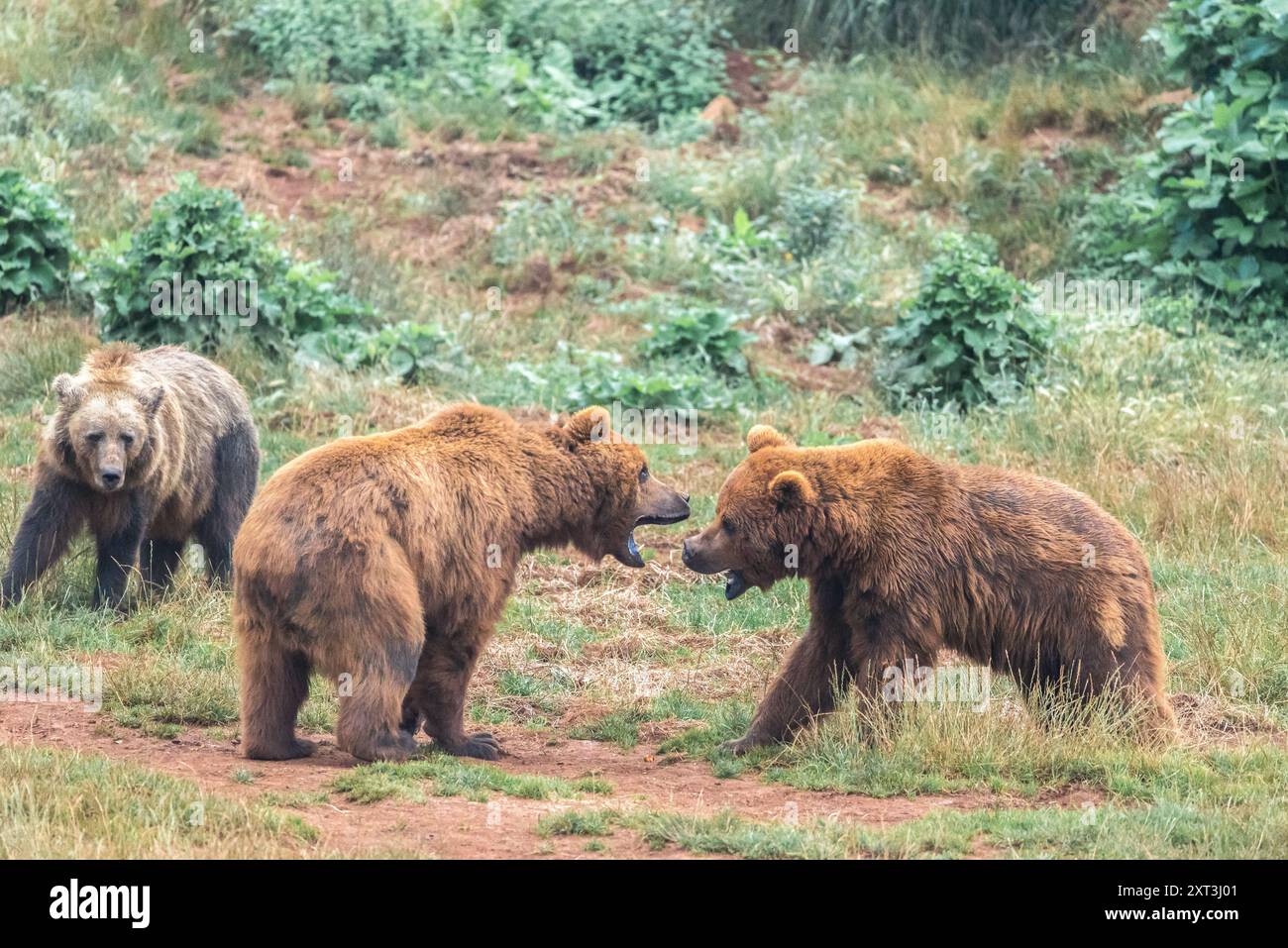 Two brown bears confronting each other in a vibrant green field ...