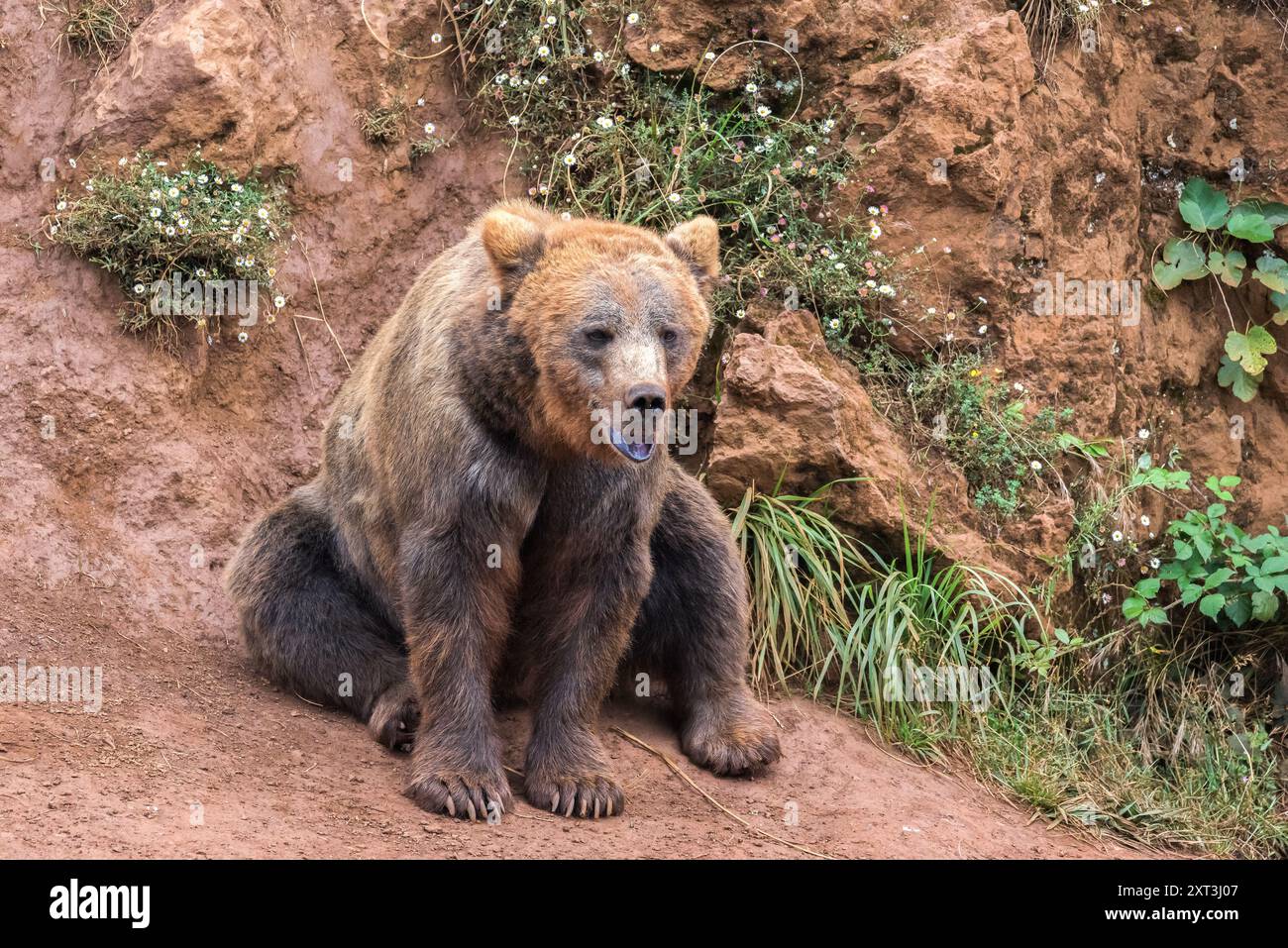 Captivating image of a brown bear sitting on the ground, set against a ...