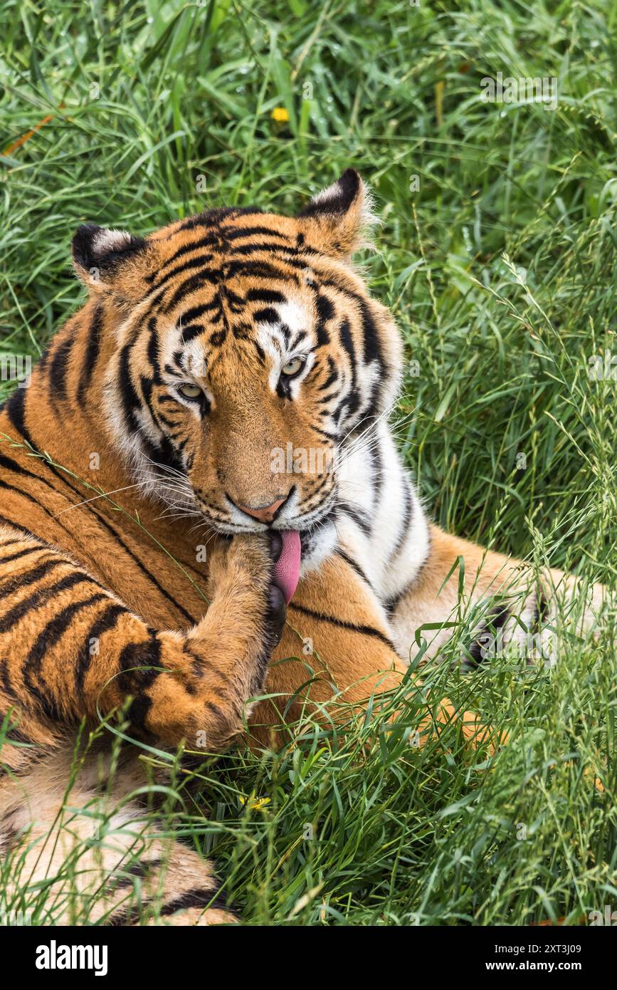 A majestic tiger captured mid-groom, licking its paw while resting ...