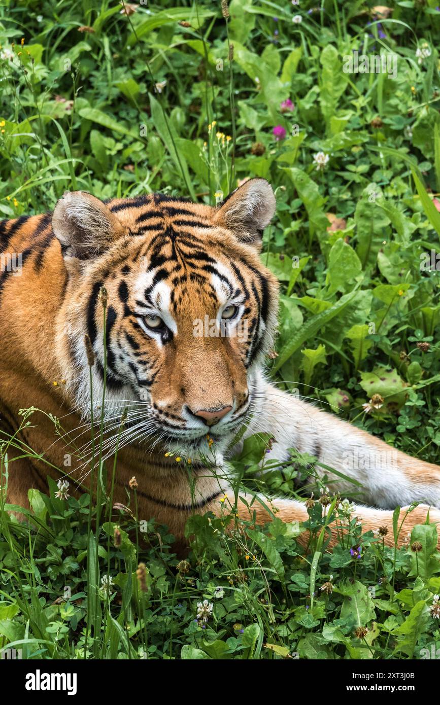 A majestic tiger rests amid vibrant greenery, its piercing eyes staring ...