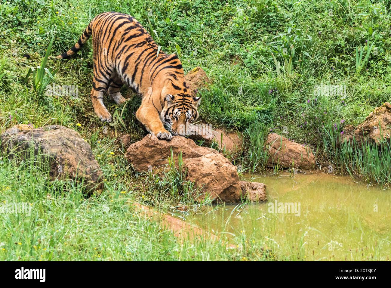 Tiger approaching wild animal hi-res stock photography and images - Alamy