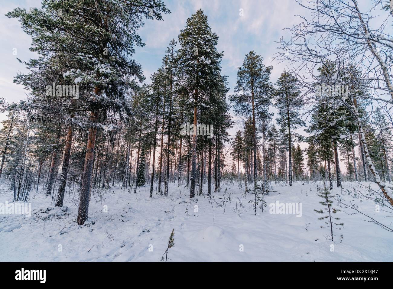 A serene view of a snow-laden forest in Lapland with tall, frosty trees ...