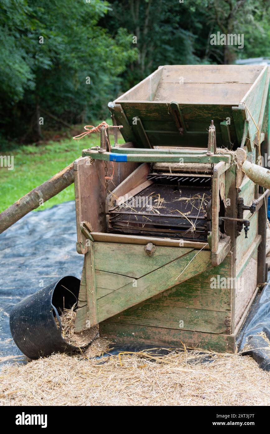 An old green threshing machine processes wheat, churning out stalks ...