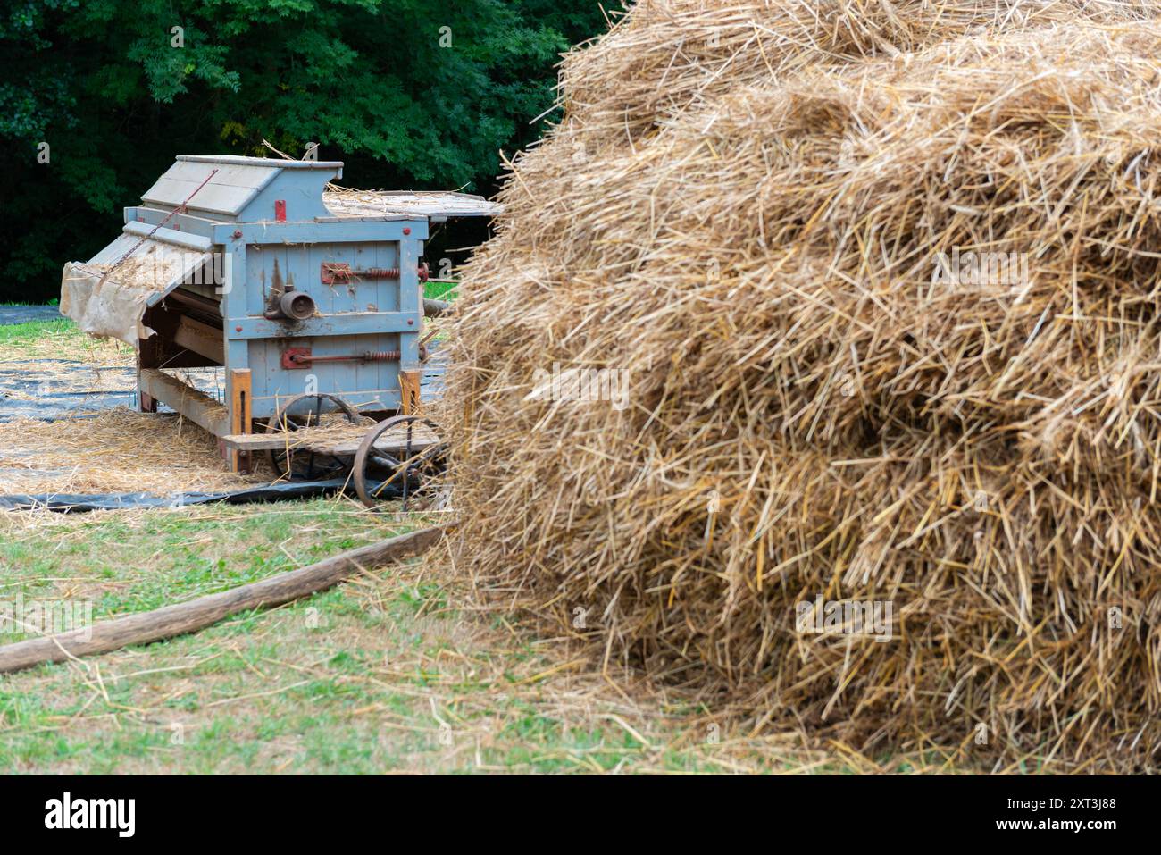 This image captures a traditional scene of wheat processing in a rural ...