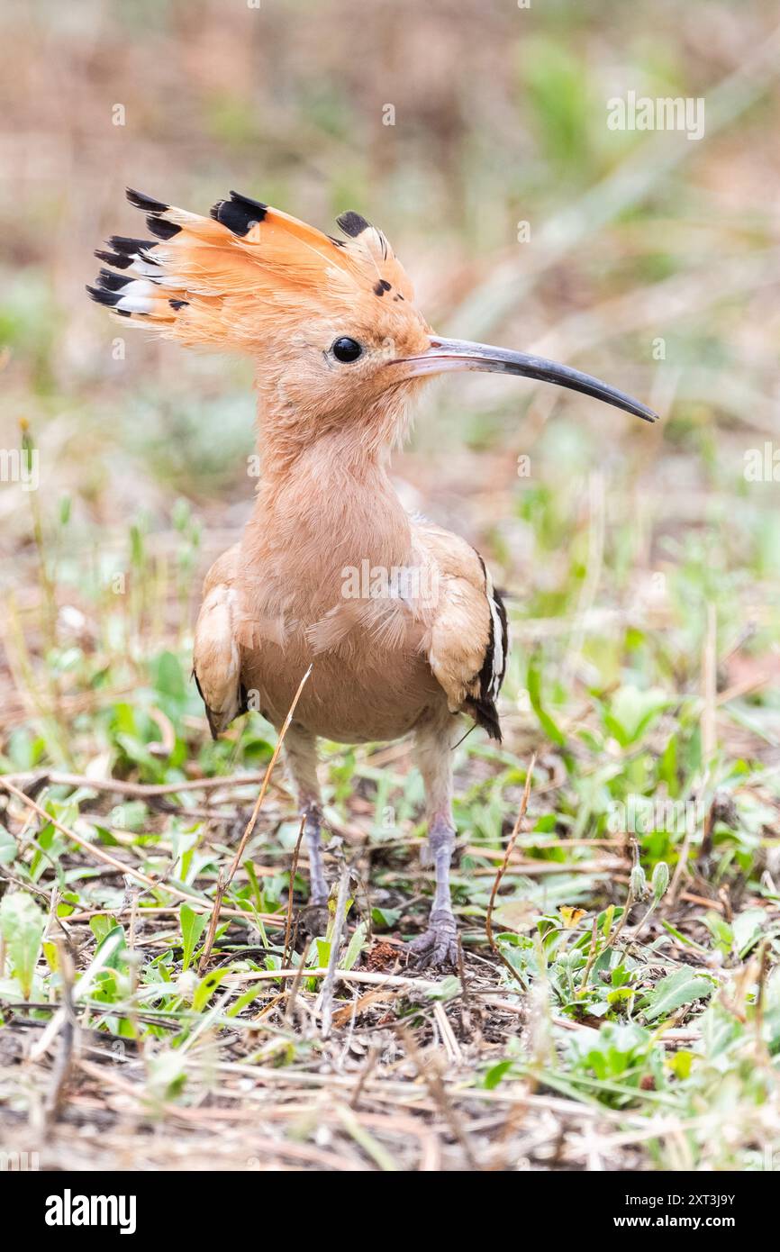 A vibrant Eurasian Hoopoe with striking feathers forages on the ground ...