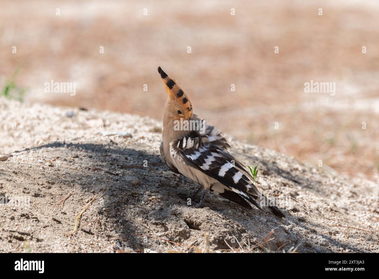 Distinctive upright crest hi-res stock photography and images - Alamy