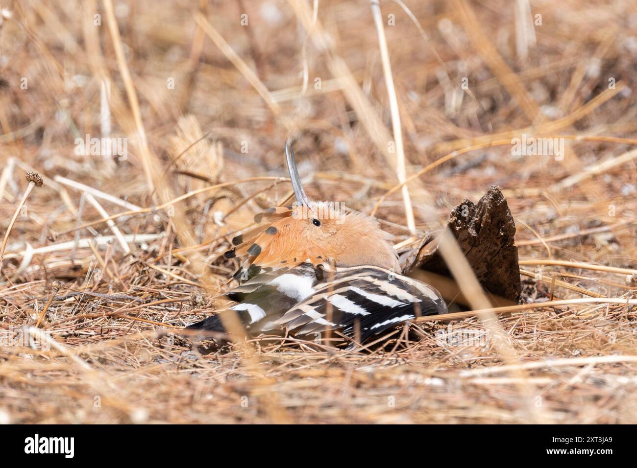 A Eurasian Hoopoe is captured in a natural setting, blending into the ...