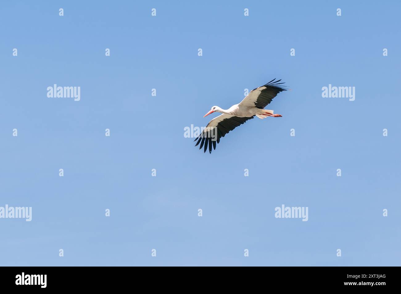 A single white stork soars gracefully against a vivid blue sky; its ...