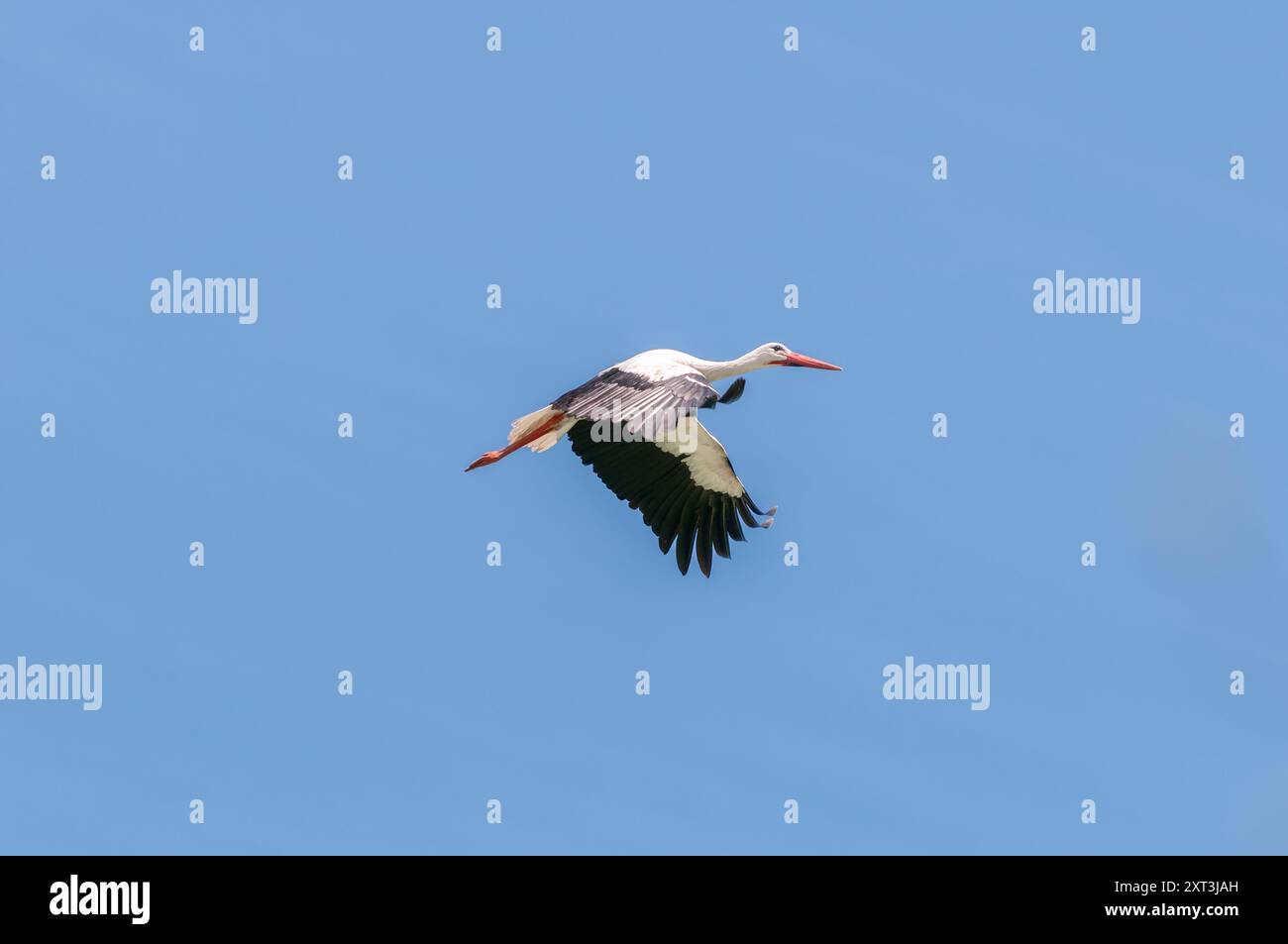 A lone stork is captured in full flight, with wings spread wide ...