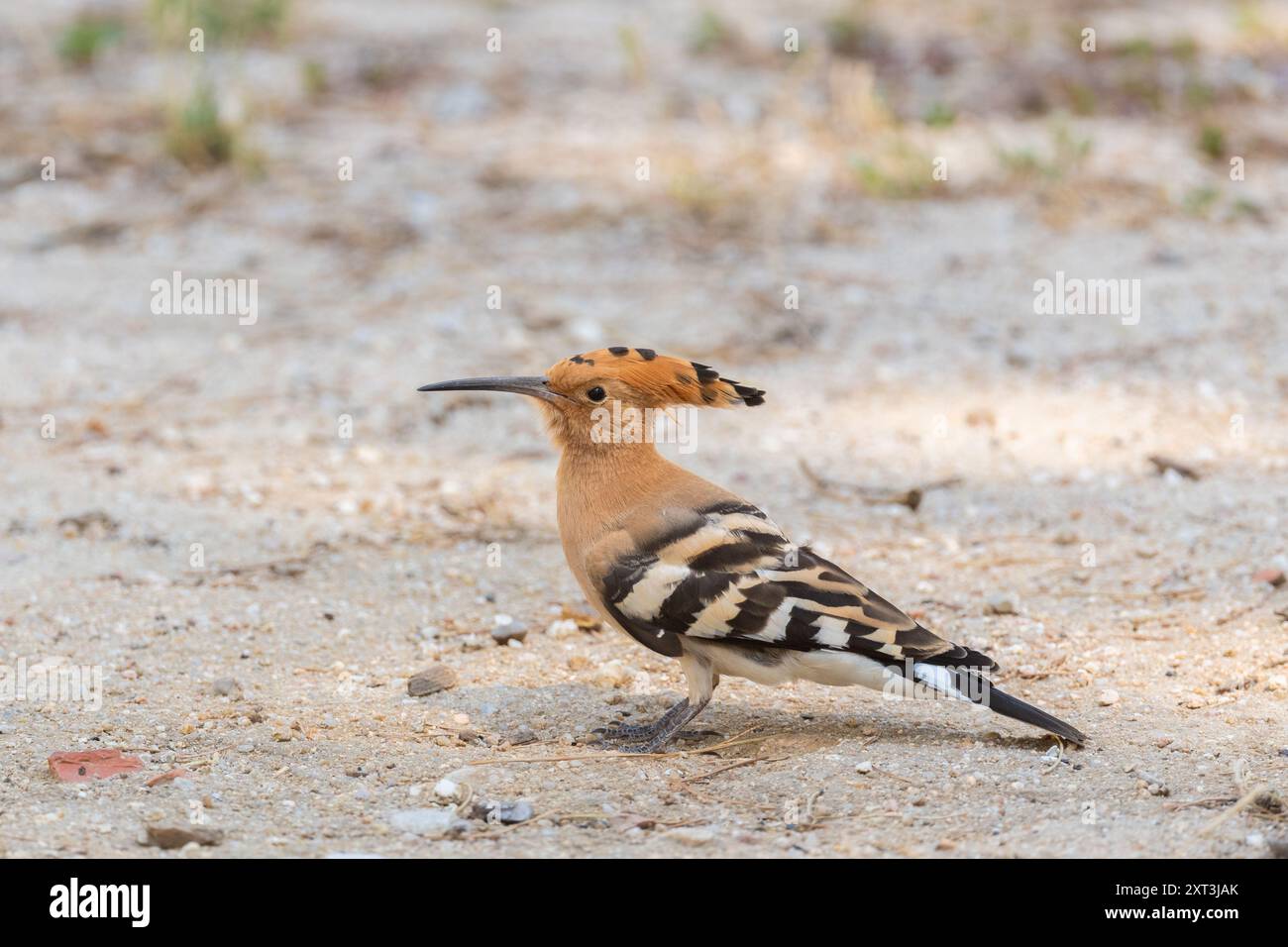 A vivid Eurasian Hoopoe with distinctive feathers forages on the sandy ...