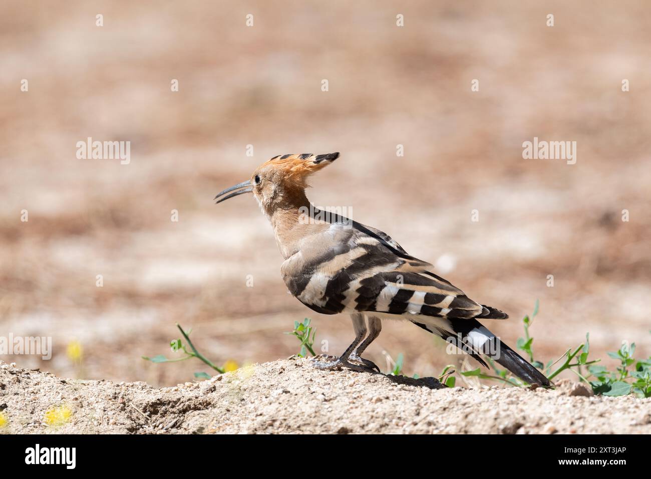 A striking Eurasian Hoopoe with distinctive feathers perches on the ...